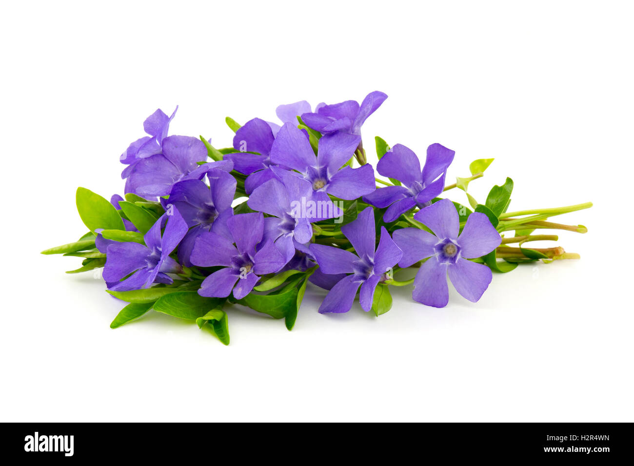 Beautiful spring flowers on white background Stock Photo - Alamy