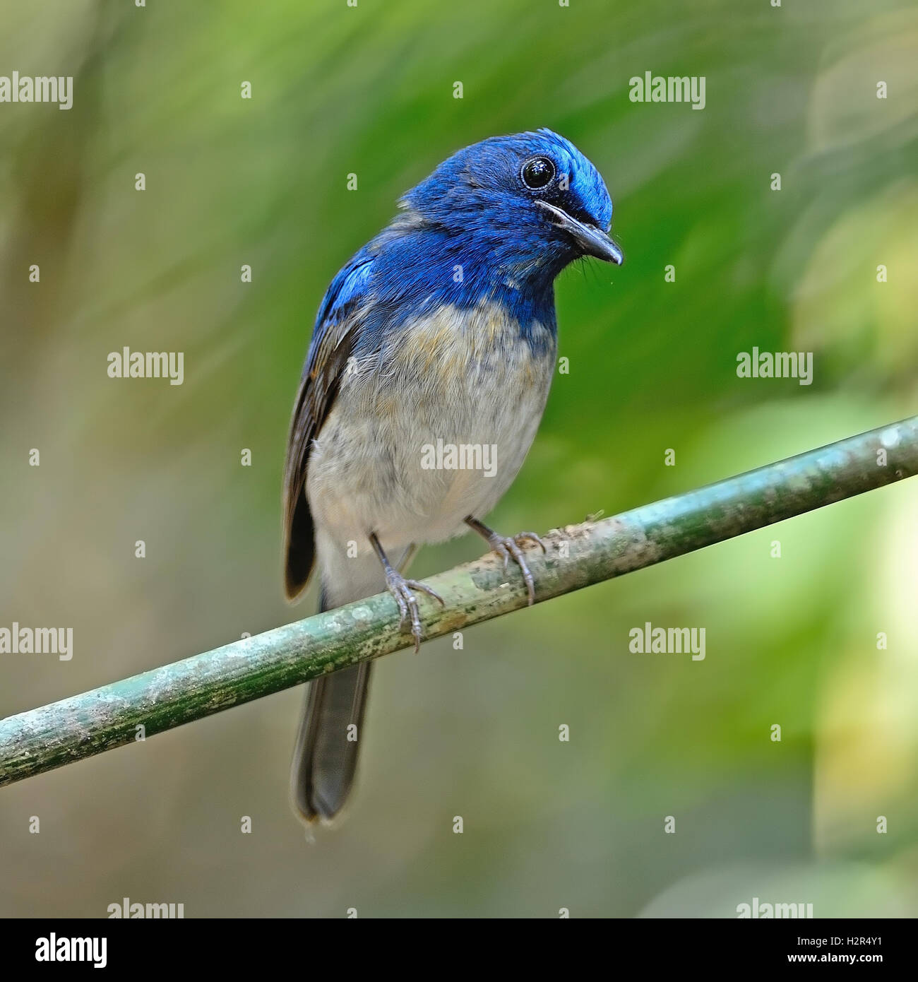 male Hainan Blue Flycatcher Stock Photo - Alamy