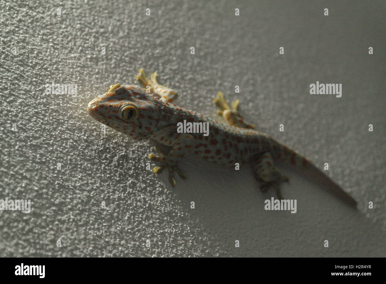 Tokeh or Tokee (Gekko gecko) is a nocturnal Gecko in Thailand - Asia ...