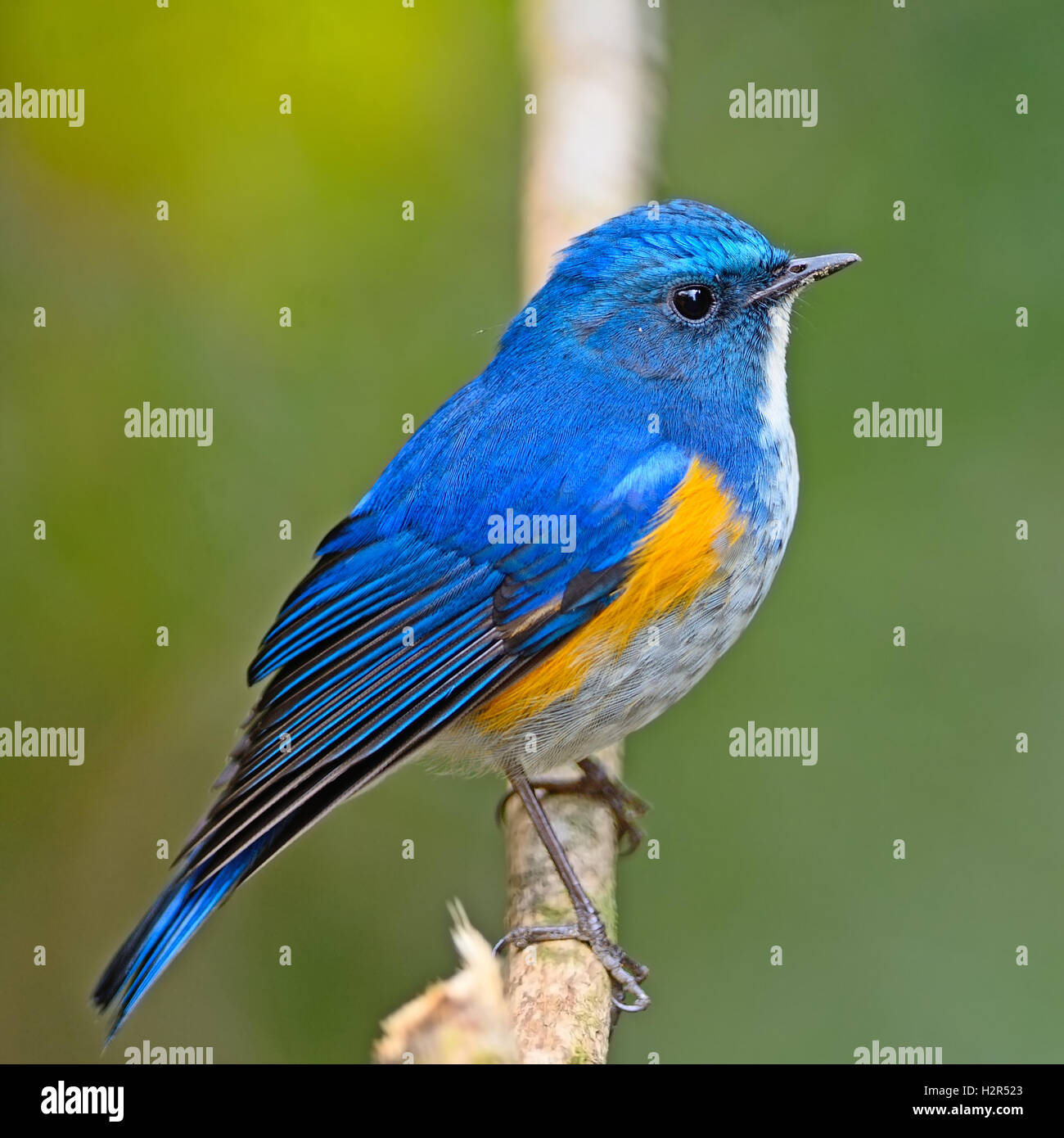 Himalayan red flanked bush robin hi-res stock photography and images ...