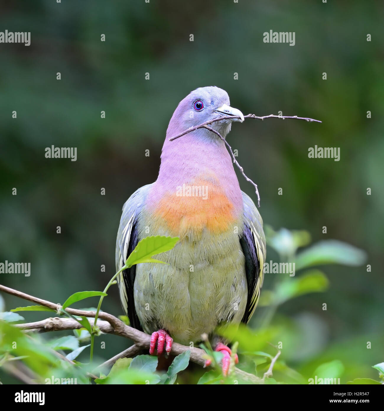 male Pink-necked Green-Pigeon Stock Photo - Alamy