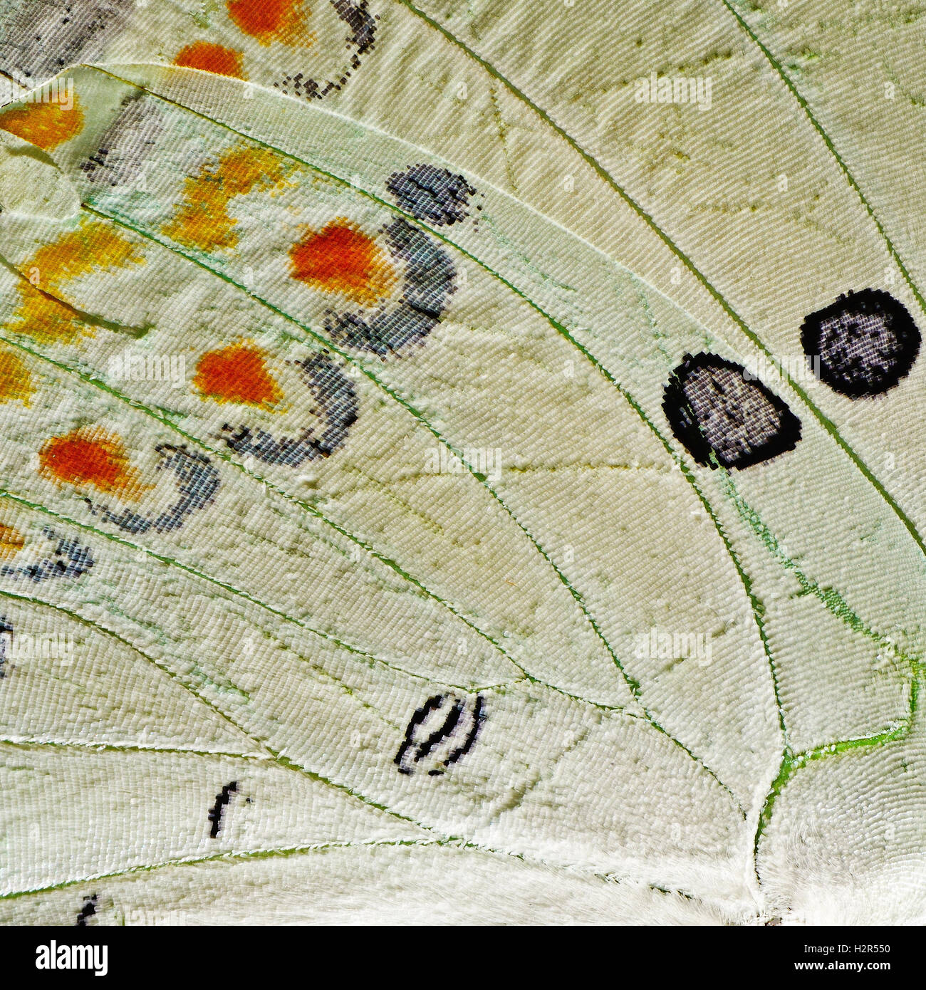 White wing butterfly hi-res stock photography and images - Alamy