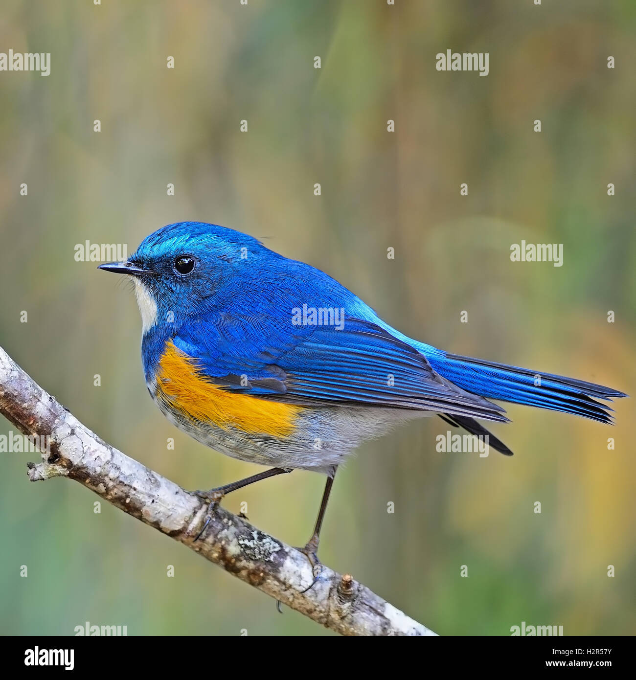 male Himalayan Bluetail Stock Photo - Alamy