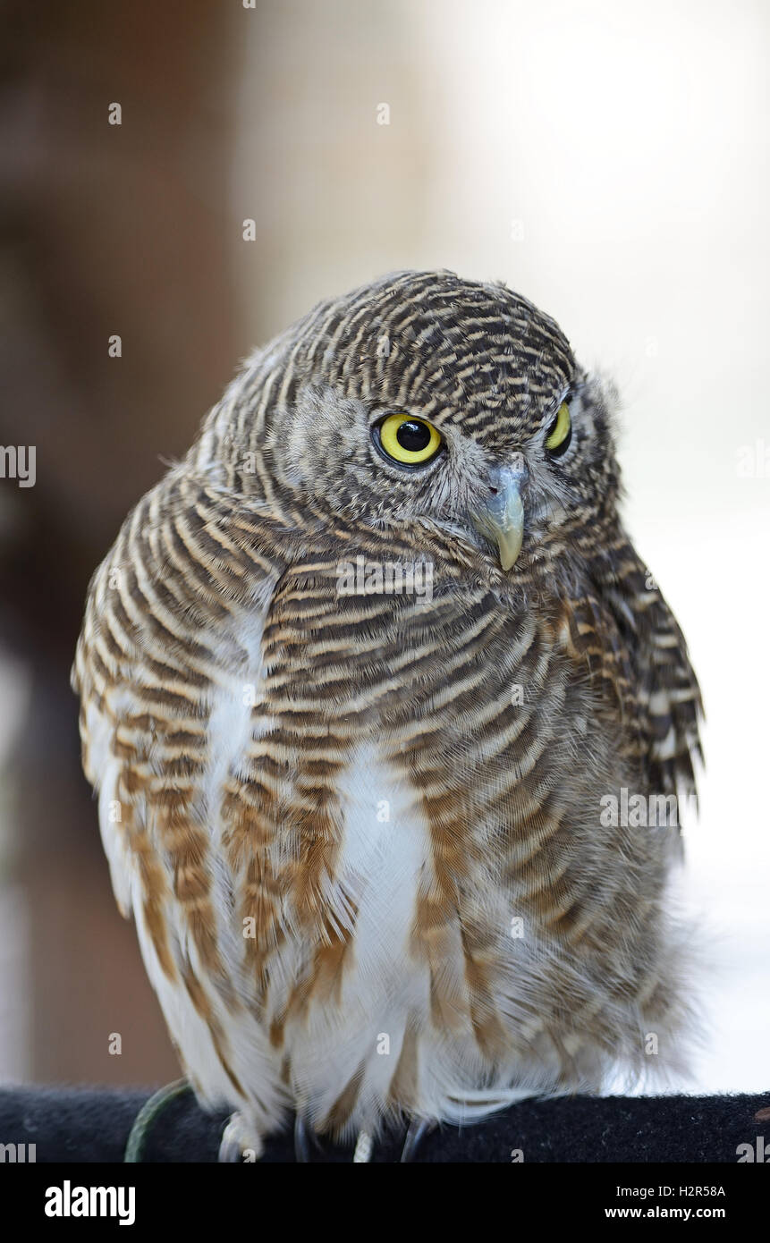 Barred feathers hi-res stock photography and images - Alamy