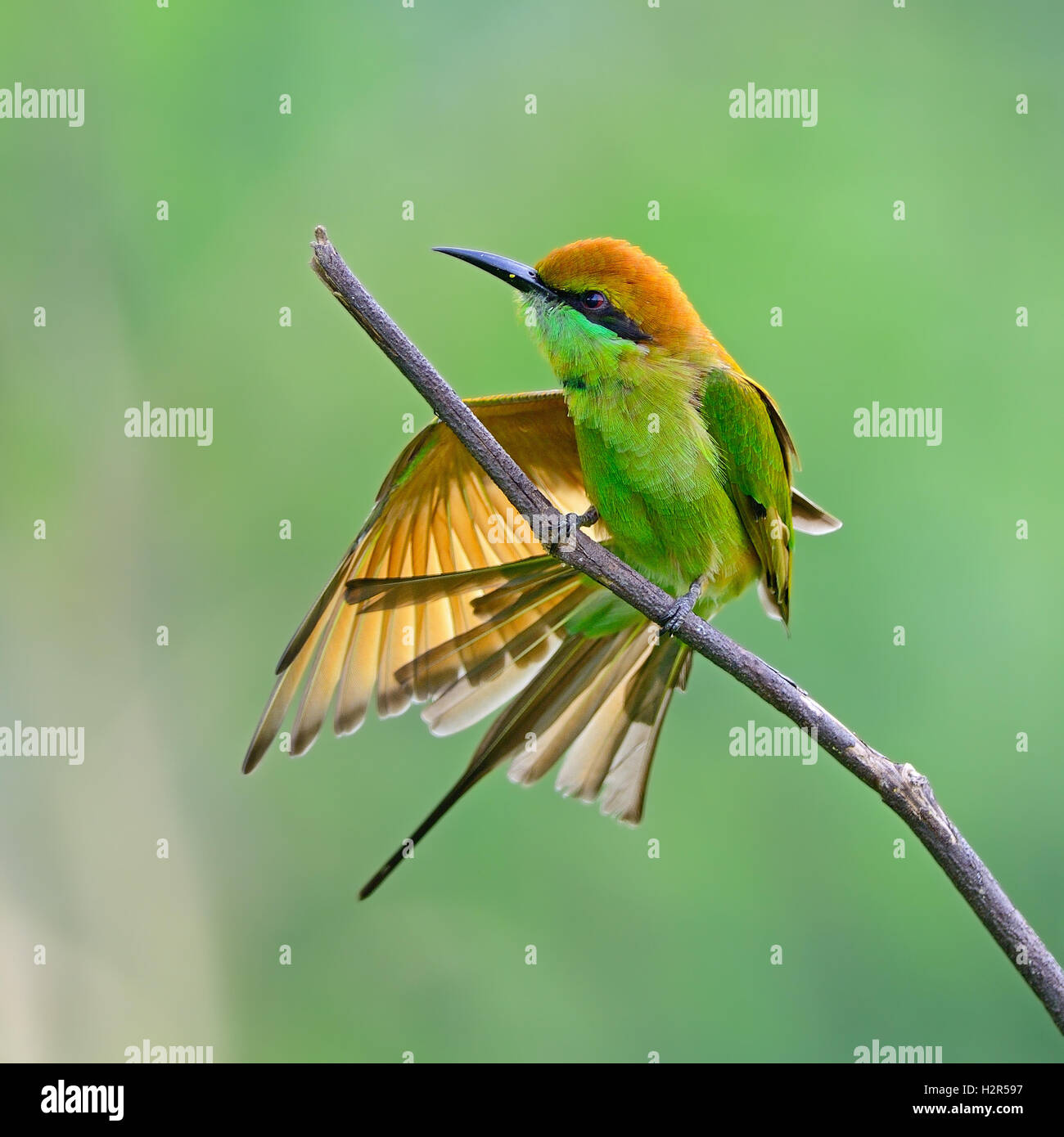 Little Green Bee-eater Stock Photo - Alamy