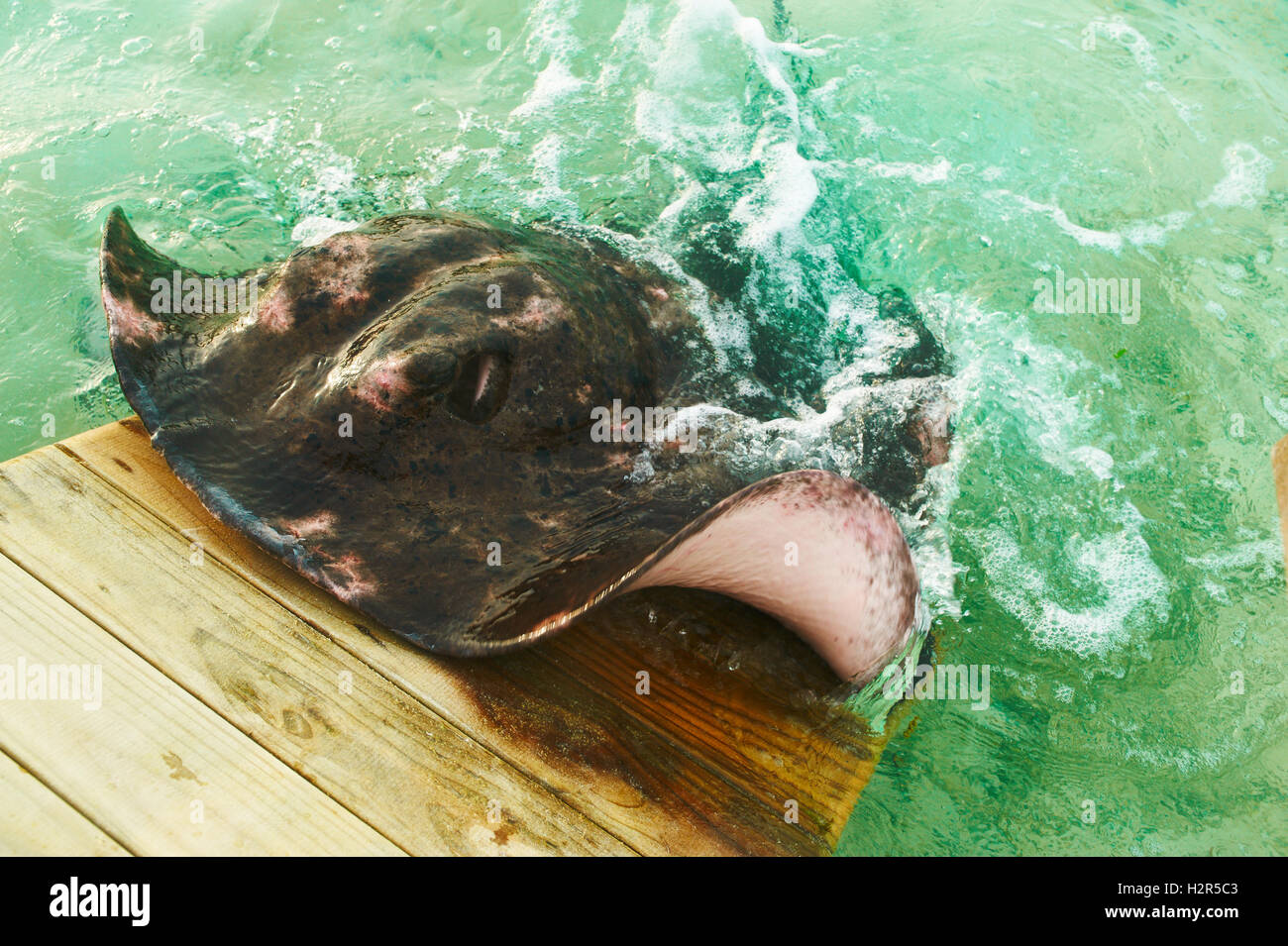 Stingray beach hi-res stock photography and images - Alamy