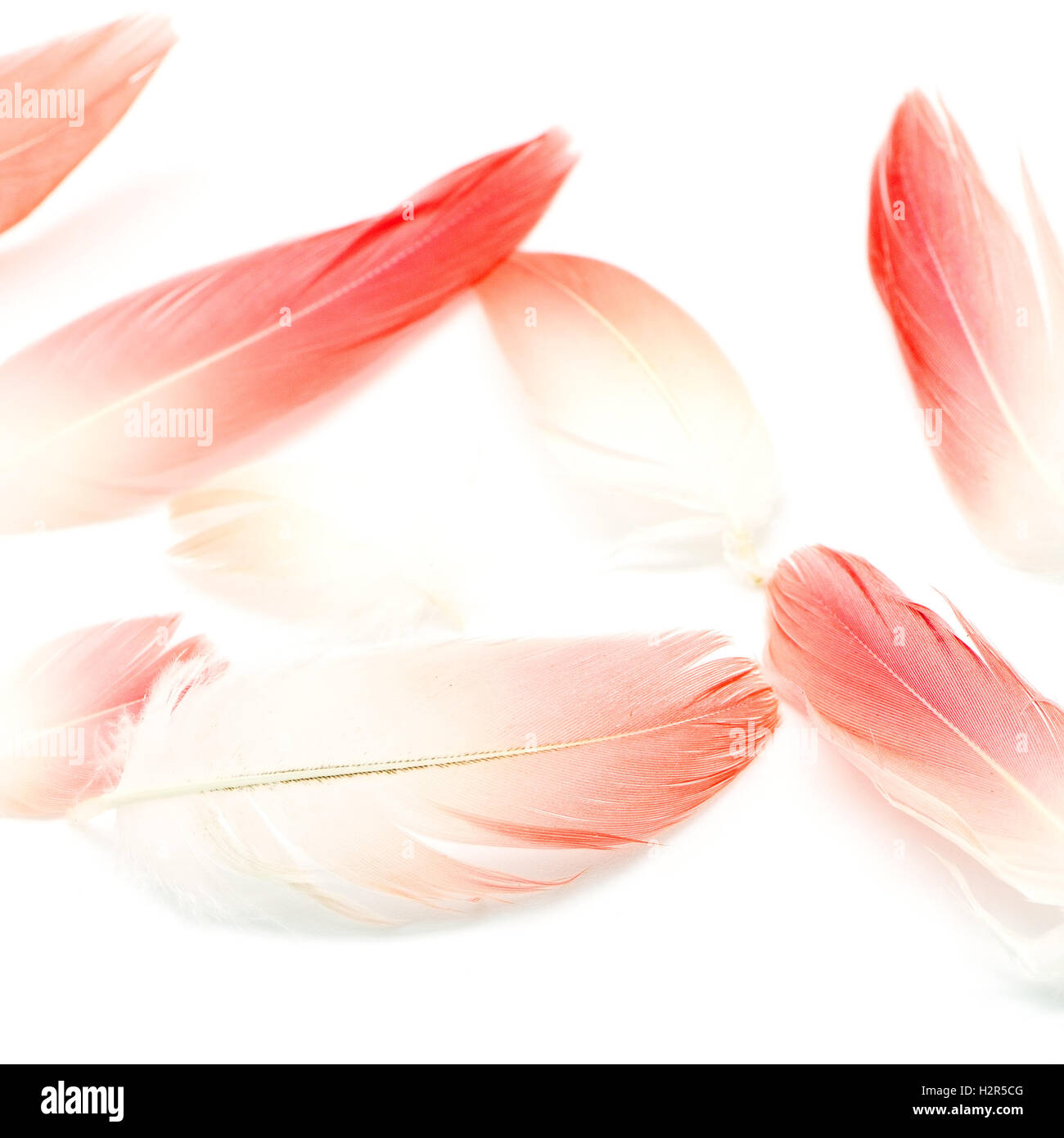 flamingo feather isolated Stock Photo - Alamy