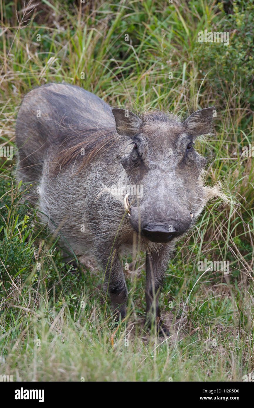 Warthog teeth hi-res stock photography and images - Alamy