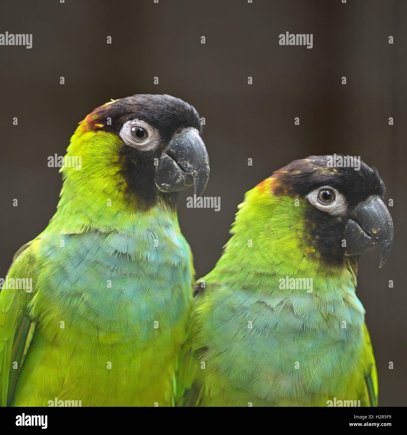 Conure nanday hi-res stock photography and images - Alamy