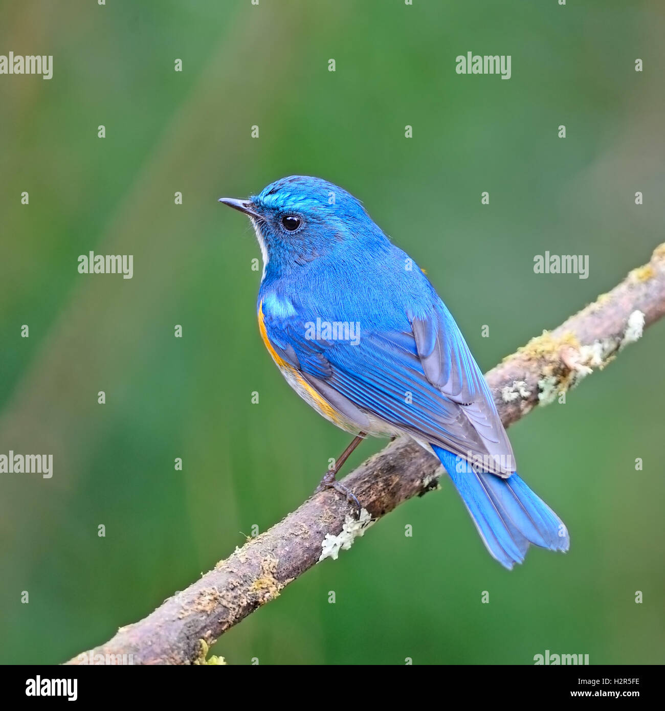 Himalayan red flanked bush robin hi-res stock photography and images ...
