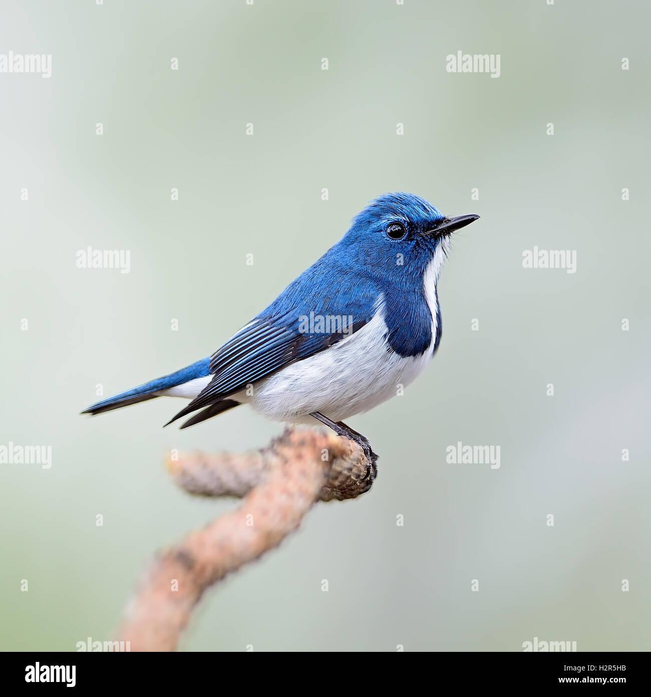 male Ultramarine Flycatcher Stock Photo - Alamy