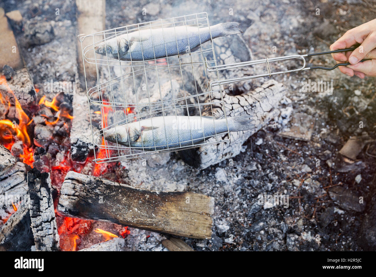 Fish cooking in grill basket over campfire Stock Photo - Alamy