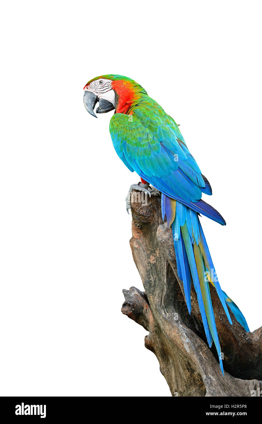 Harlequin macaw hi-res stock photography and images - Alamy
