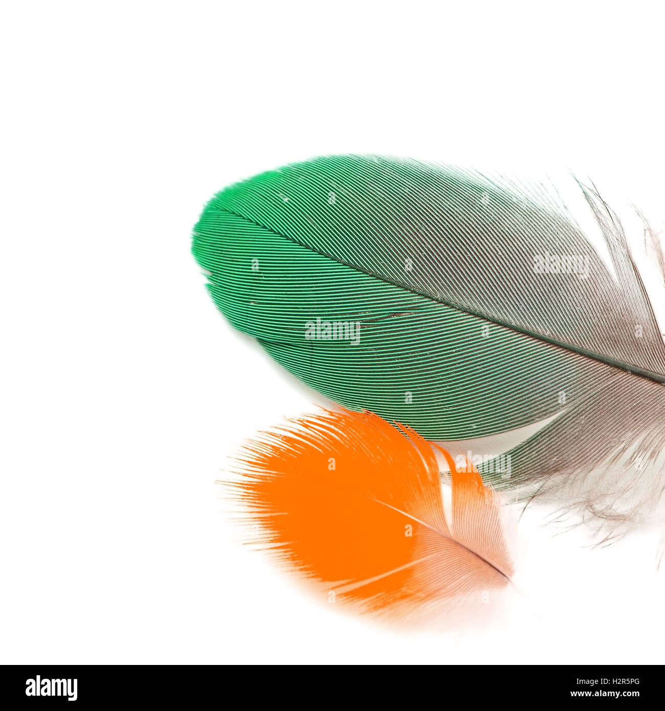 bird feather isolated Stock Photo - Alamy