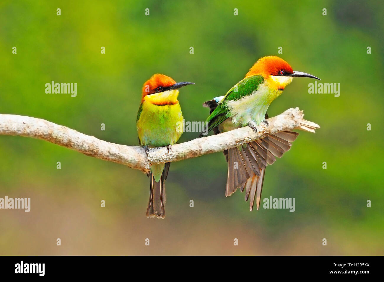 Chestnut-headed Bee eater Stock Photo - Alamy