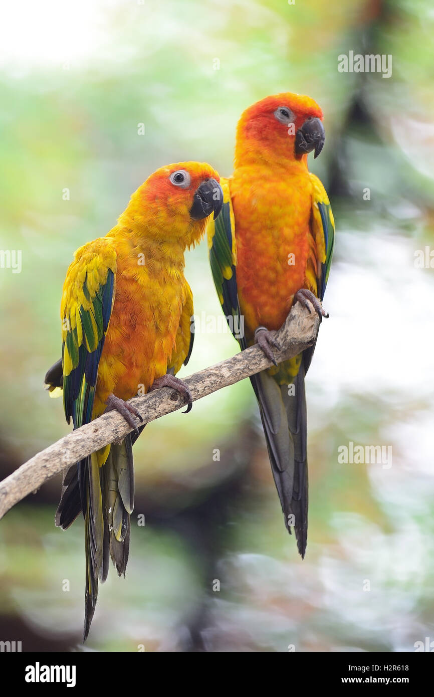 Colorful sun conure hi-res stock photography and images - Alamy