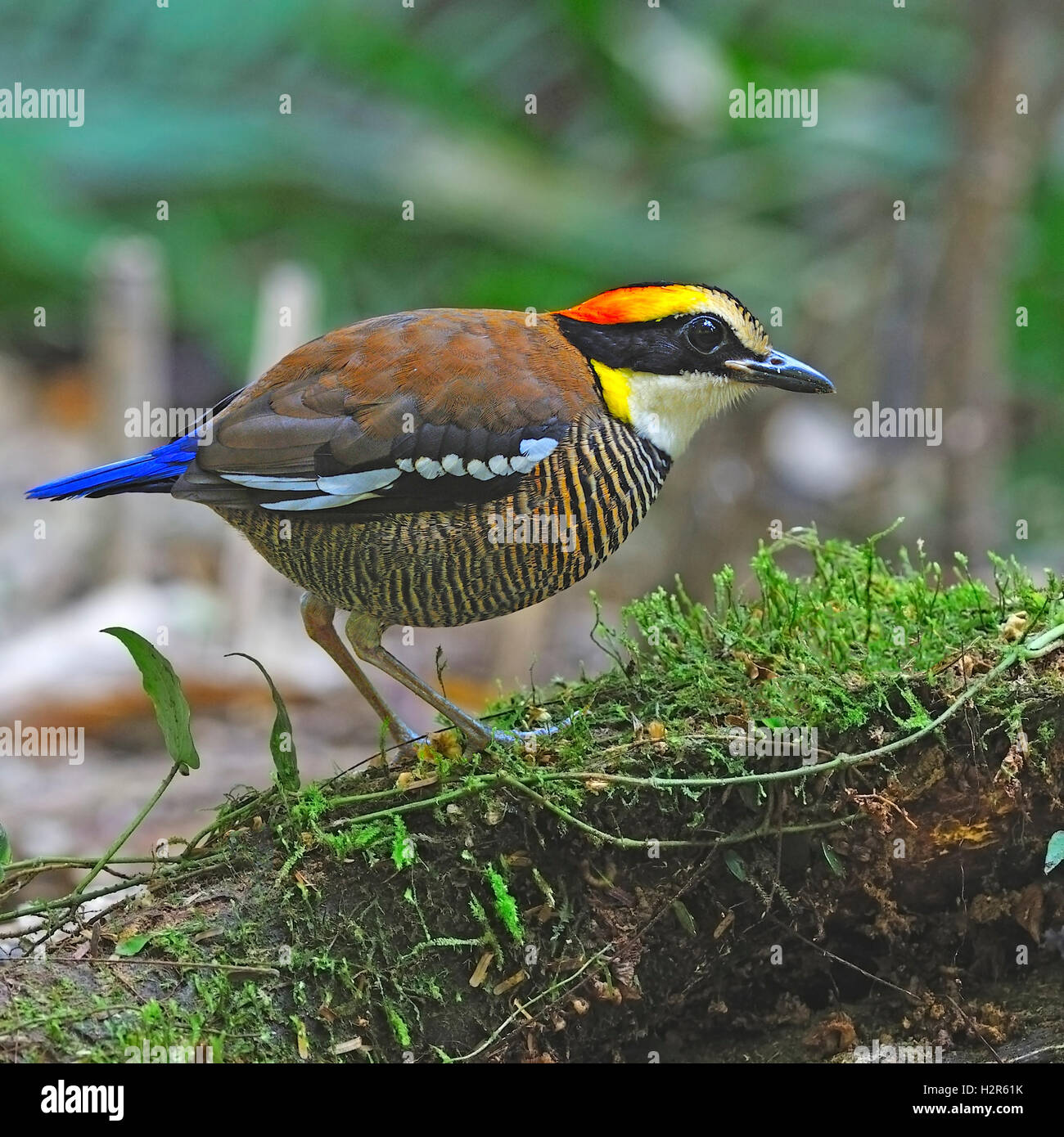 female Malayan Banded Pitta Stock Photo - Alamy
