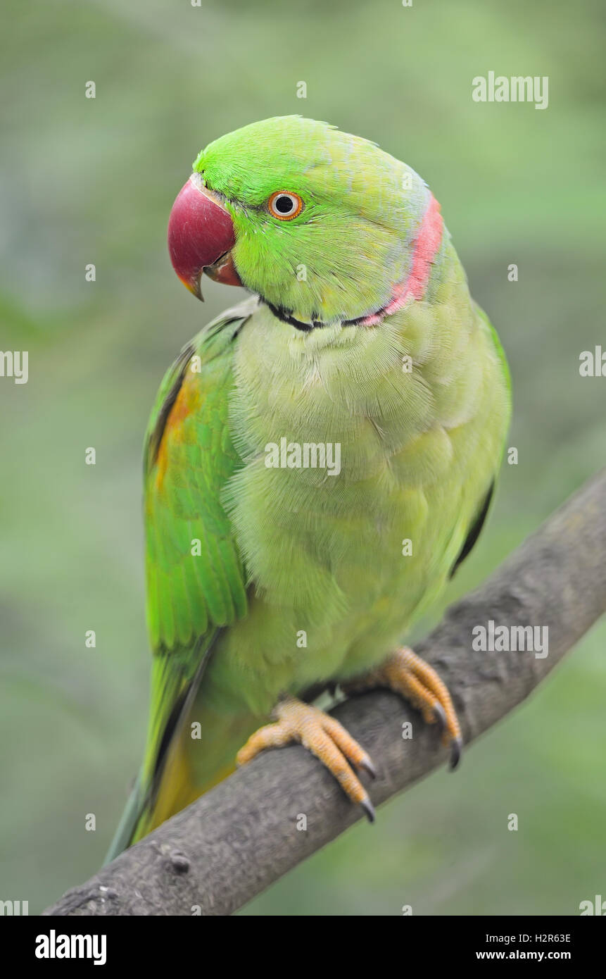 male Alexandrine Parakeet Stock Photo - Alamy