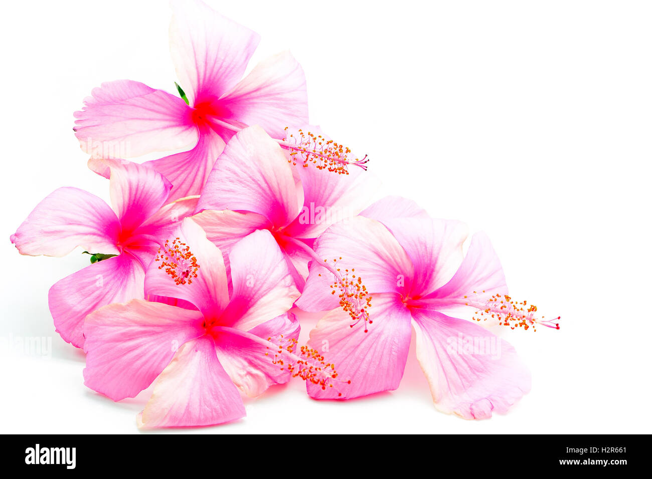 Hawaiian hibiscus bush hi-res stock photography and images - Alamy
