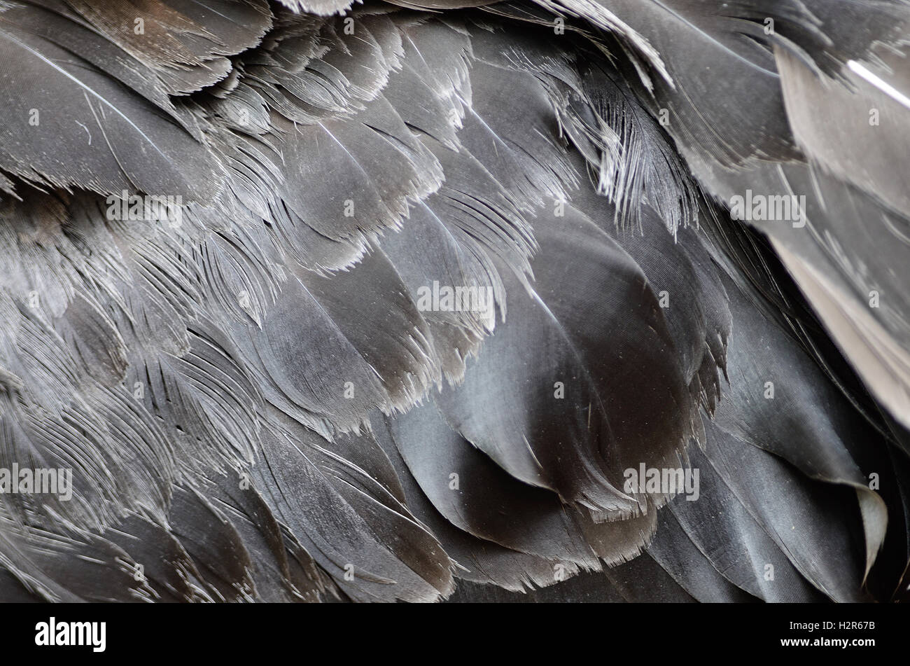 Black Swan feathers Stock Photo - Alamy