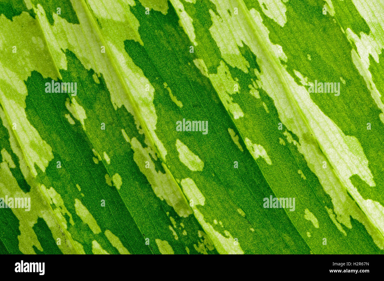 Green abstract leaf background hi-res stock photography and images - Alamy