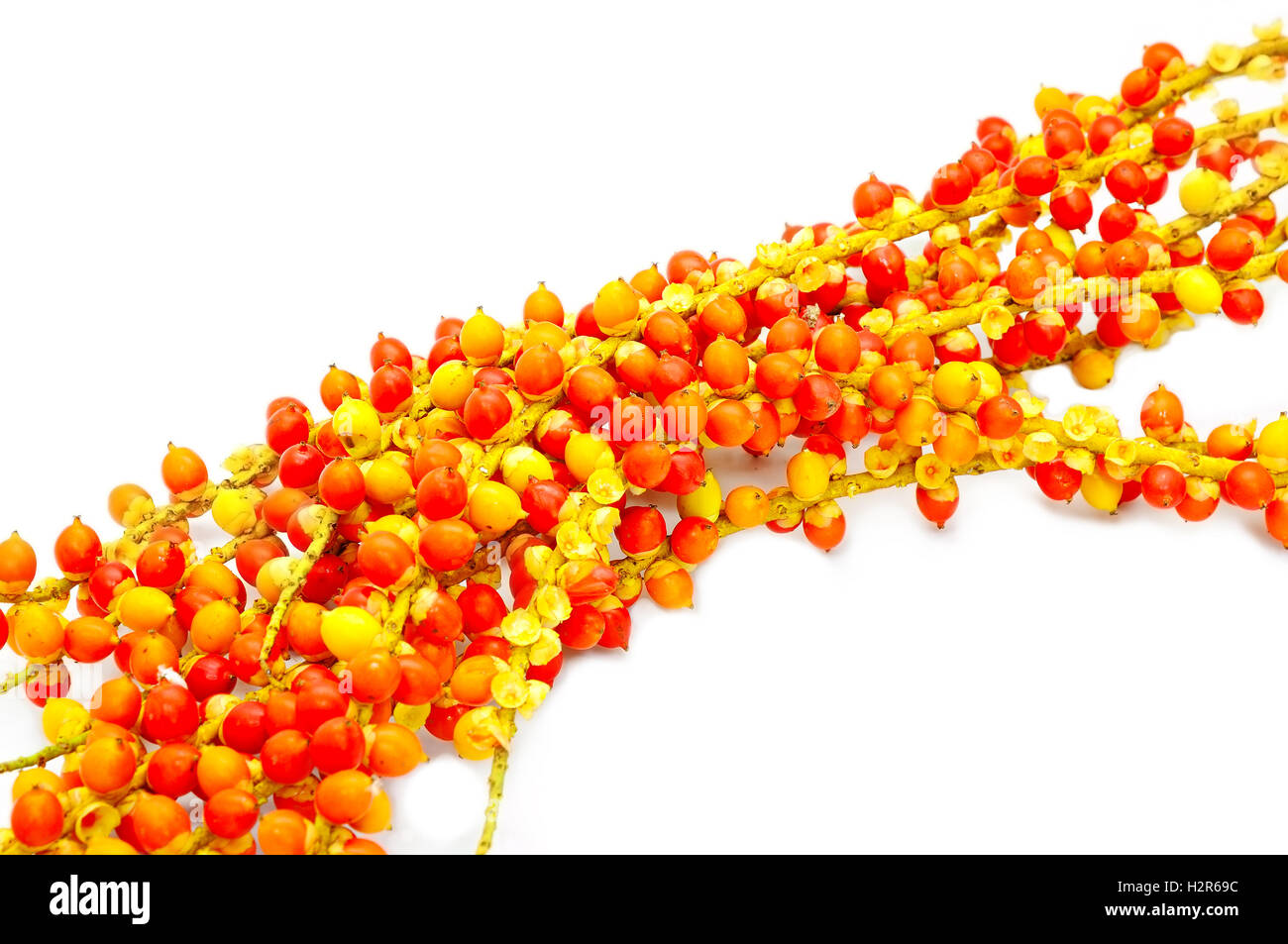Fruit plam hi-res stock photography and images - Alamy