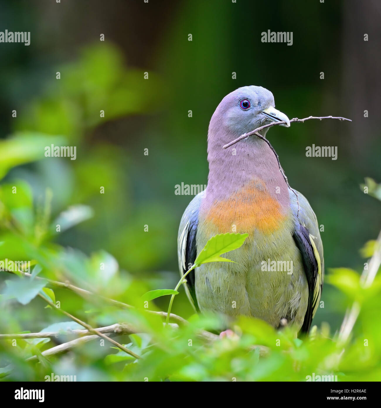 male Pink-necked Green-Pigeon Stock Photo - Alamy