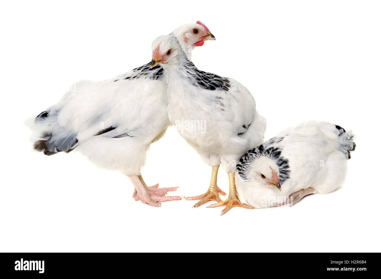 Three little chickens hi-res stock photography and images - Alamy