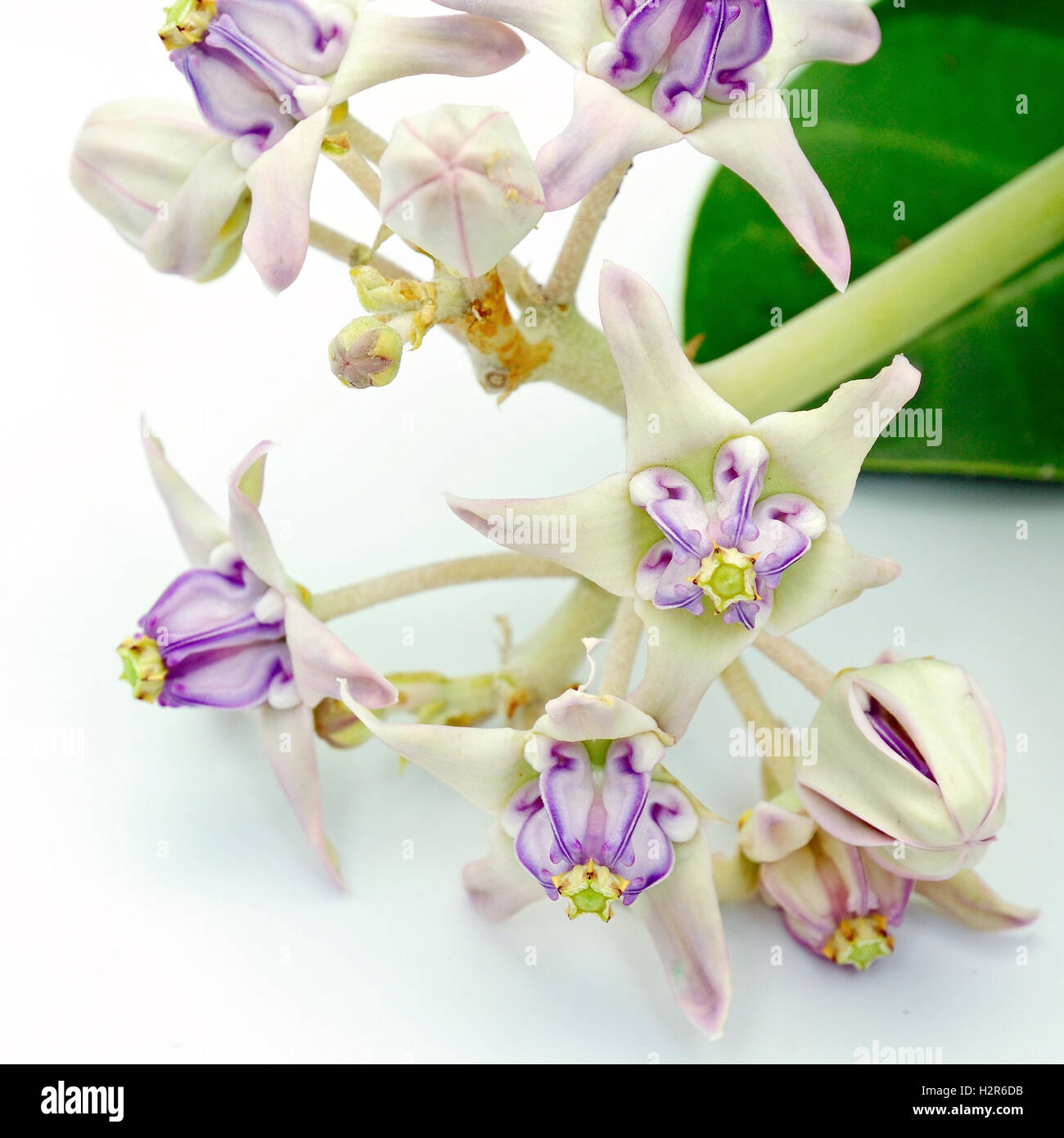 Bud crown hi-res stock photography and images - Alamy