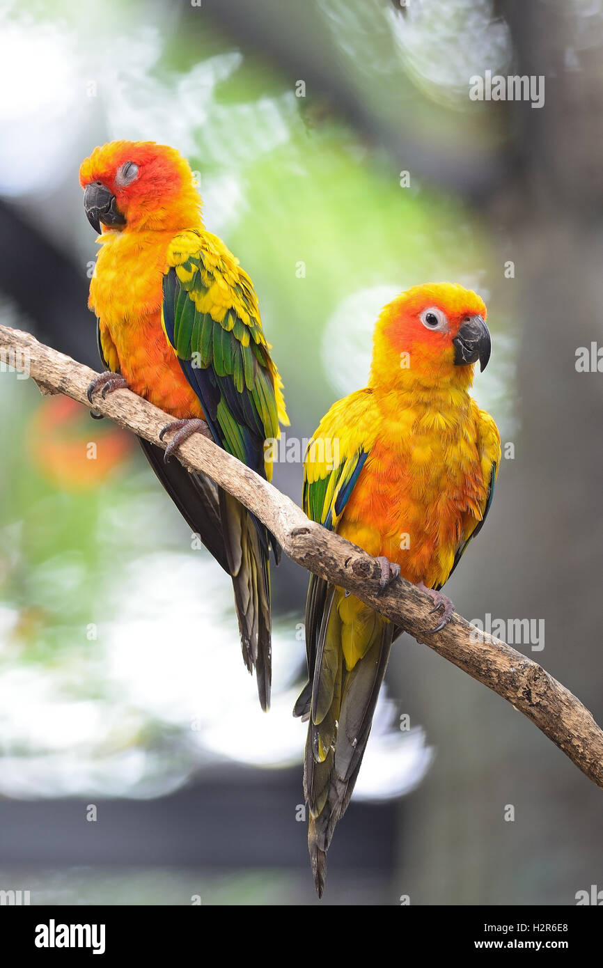 Beautiful sun conure parrot hi-res stock photography and images - Alamy