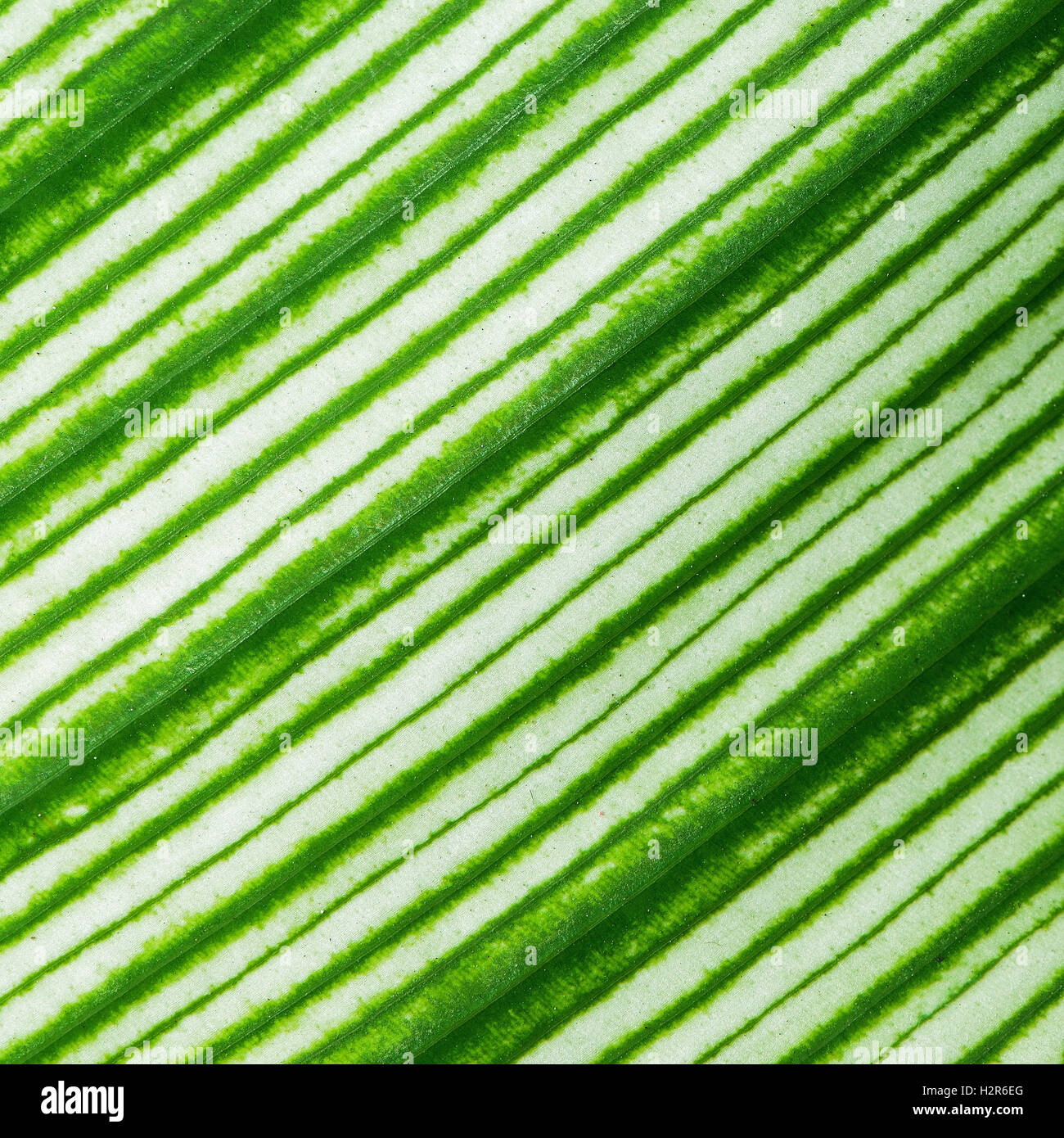 Abstract of green leaf hi-res stock photography and images - Alamy