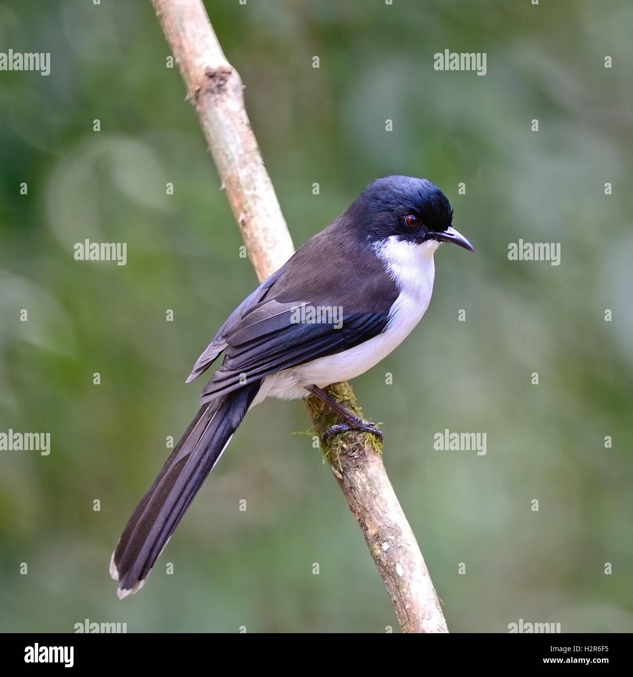 Black capped sibia hi-res stock photography and images - Alamy