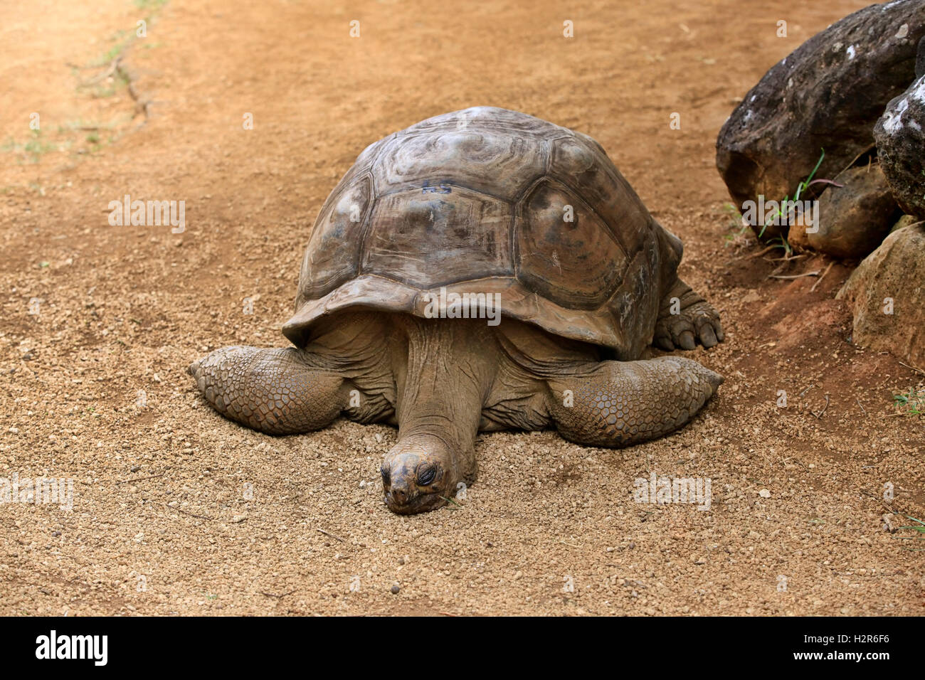 Big turtle hi-res stock photography and images - Alamy