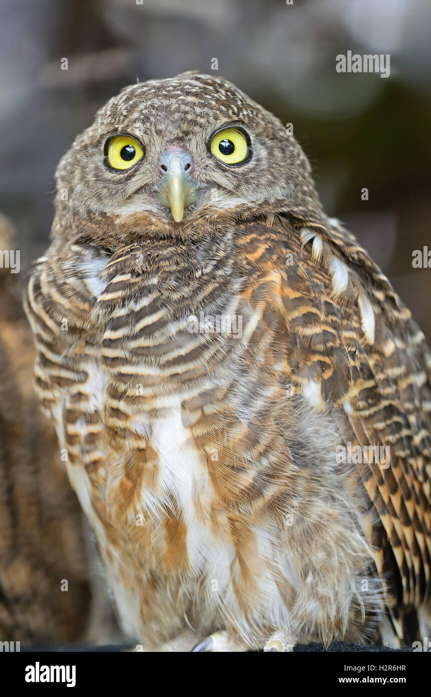 Asian Barred Owlet Stock Photo - Alamy