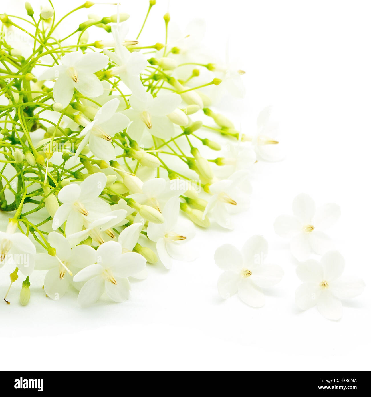 Wild Water Plum Stock Photo - Alamy