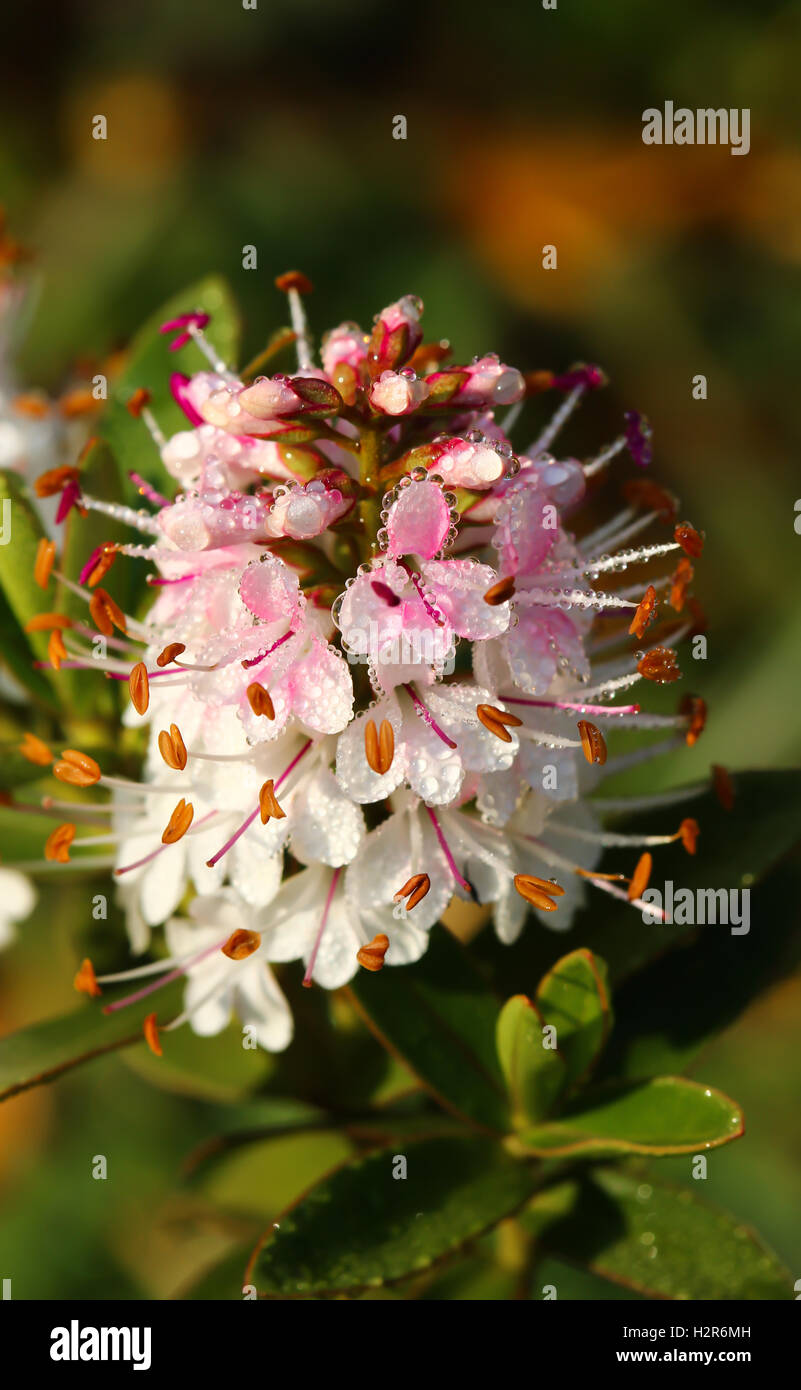 Macro photo of flower with water drop Stock Photo - Alamy