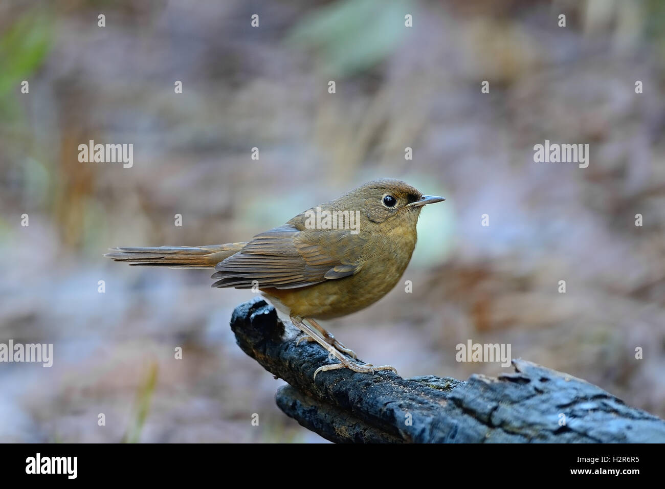 female White-bellied Redstart Stock Photo - Alamy