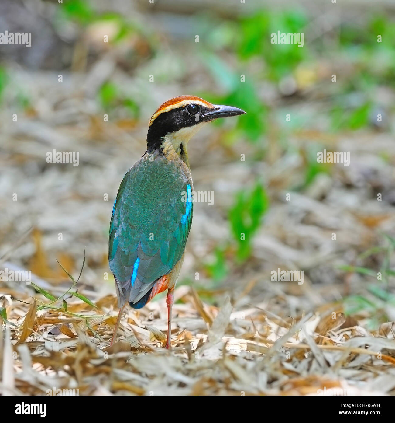 Pitta nympha hi-res stock photography and images - Alamy