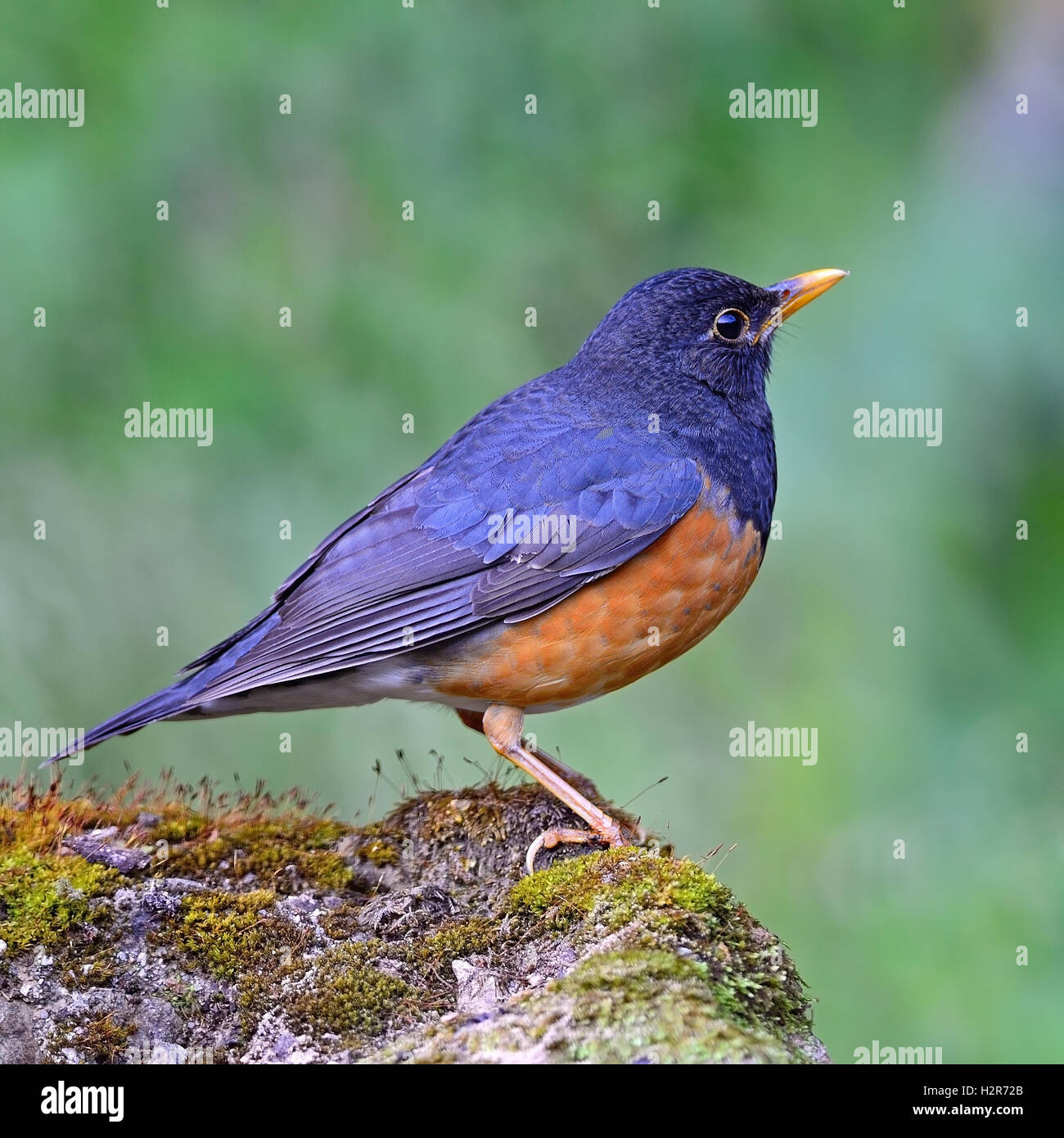 male Black-breasted Thrush Stock Photo - Alamy