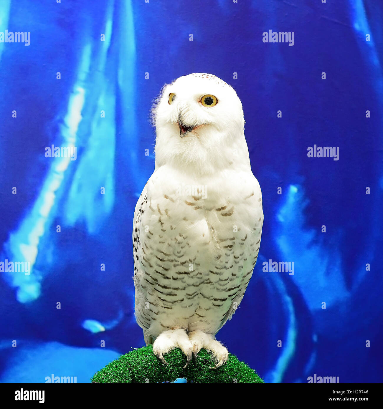 Harry potter owl hi-res stock photography and images - Alamy