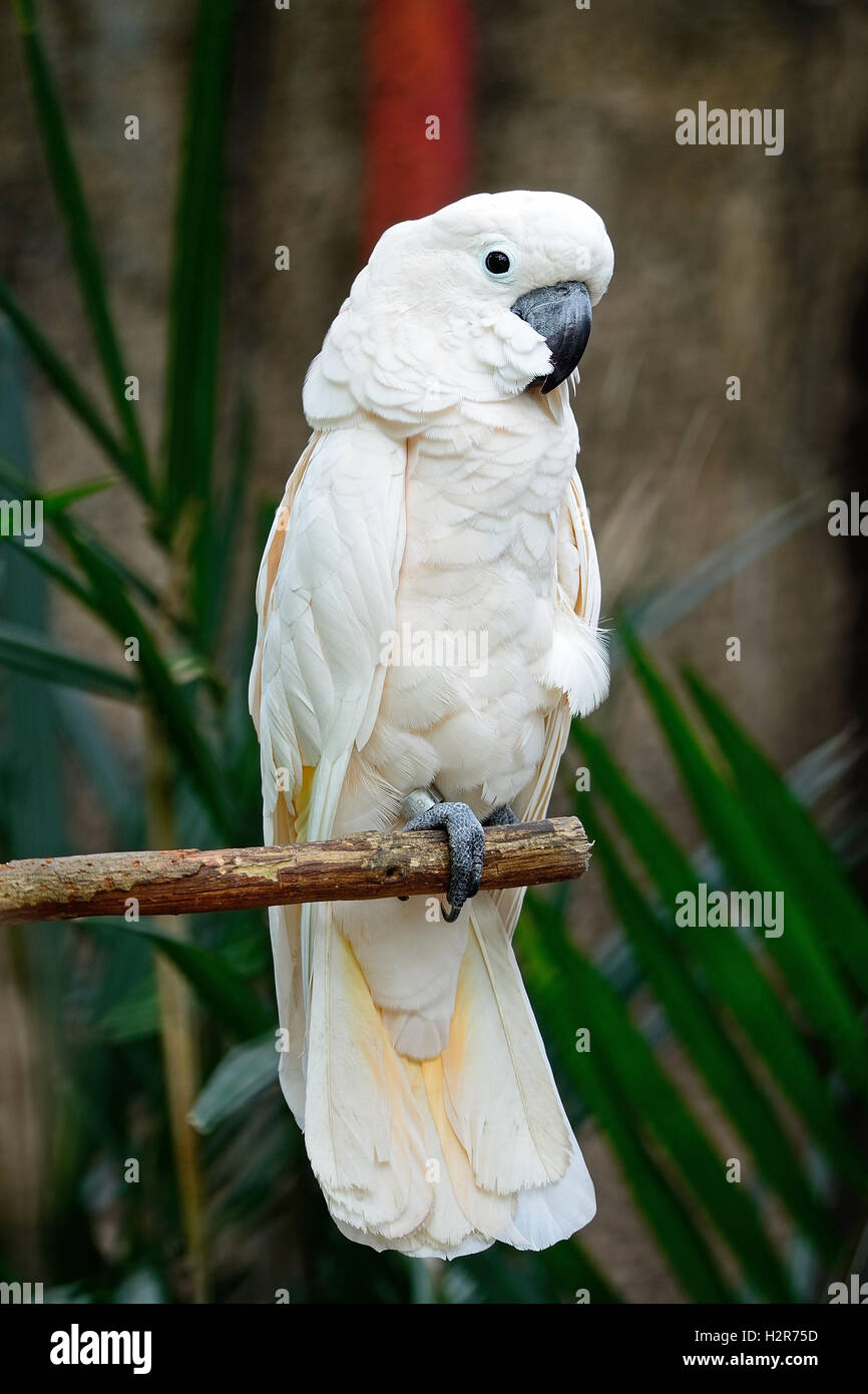 Moluccan cockatoo hi-res stock photography and images - Alamy