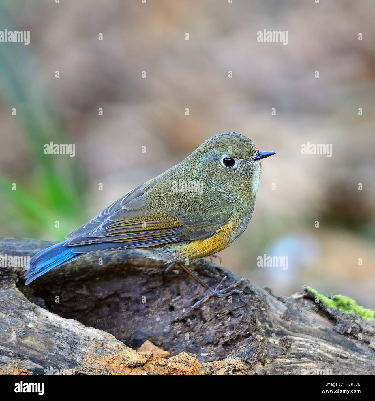 female Himalayan Bluetail Stock Photo - Alamy