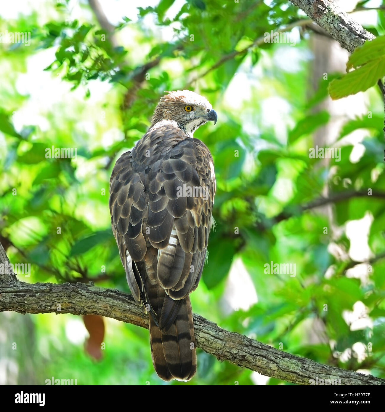 Changeable Hawk Eagle Stock Photo - Alamy
