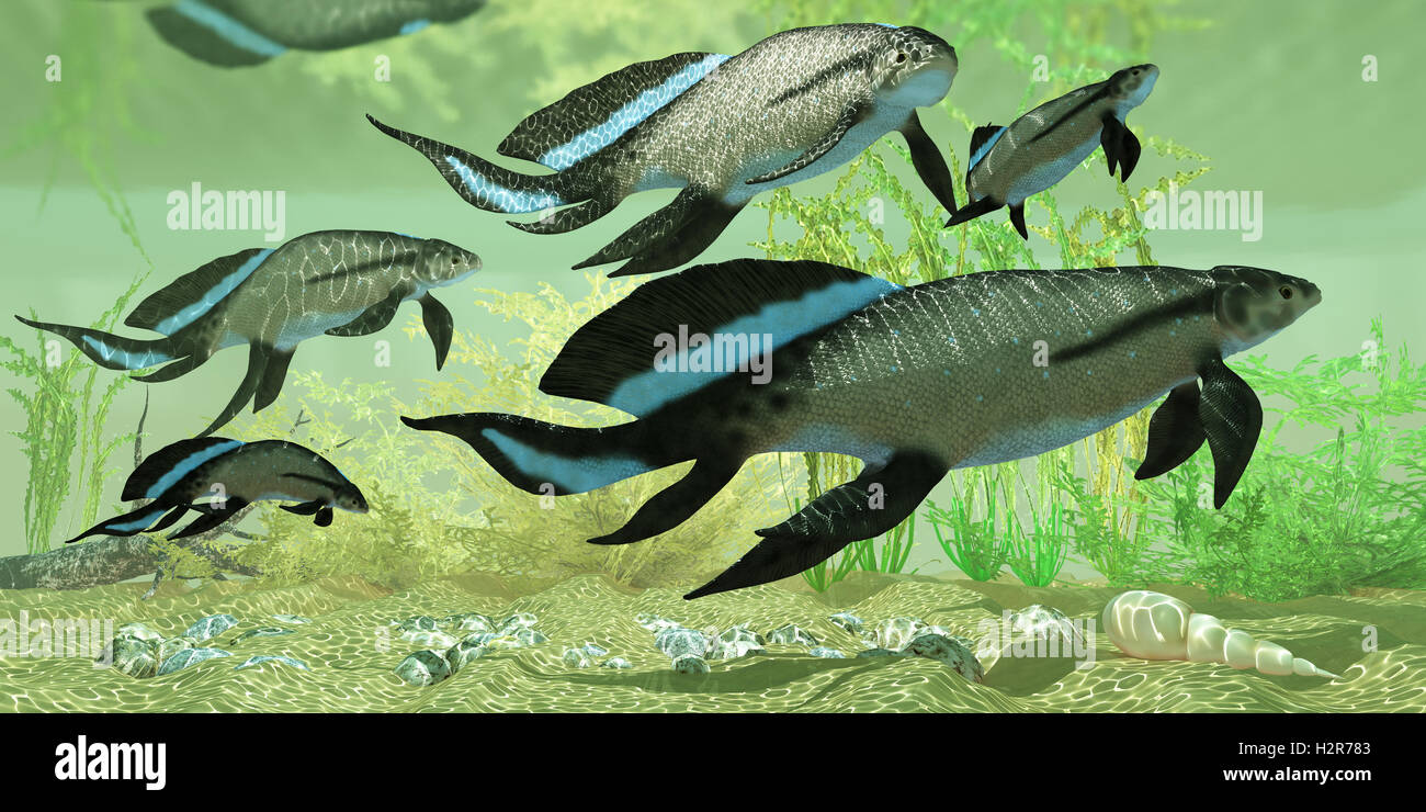 Scaumenacia cuta in Estuary Stock Photo - Alamy