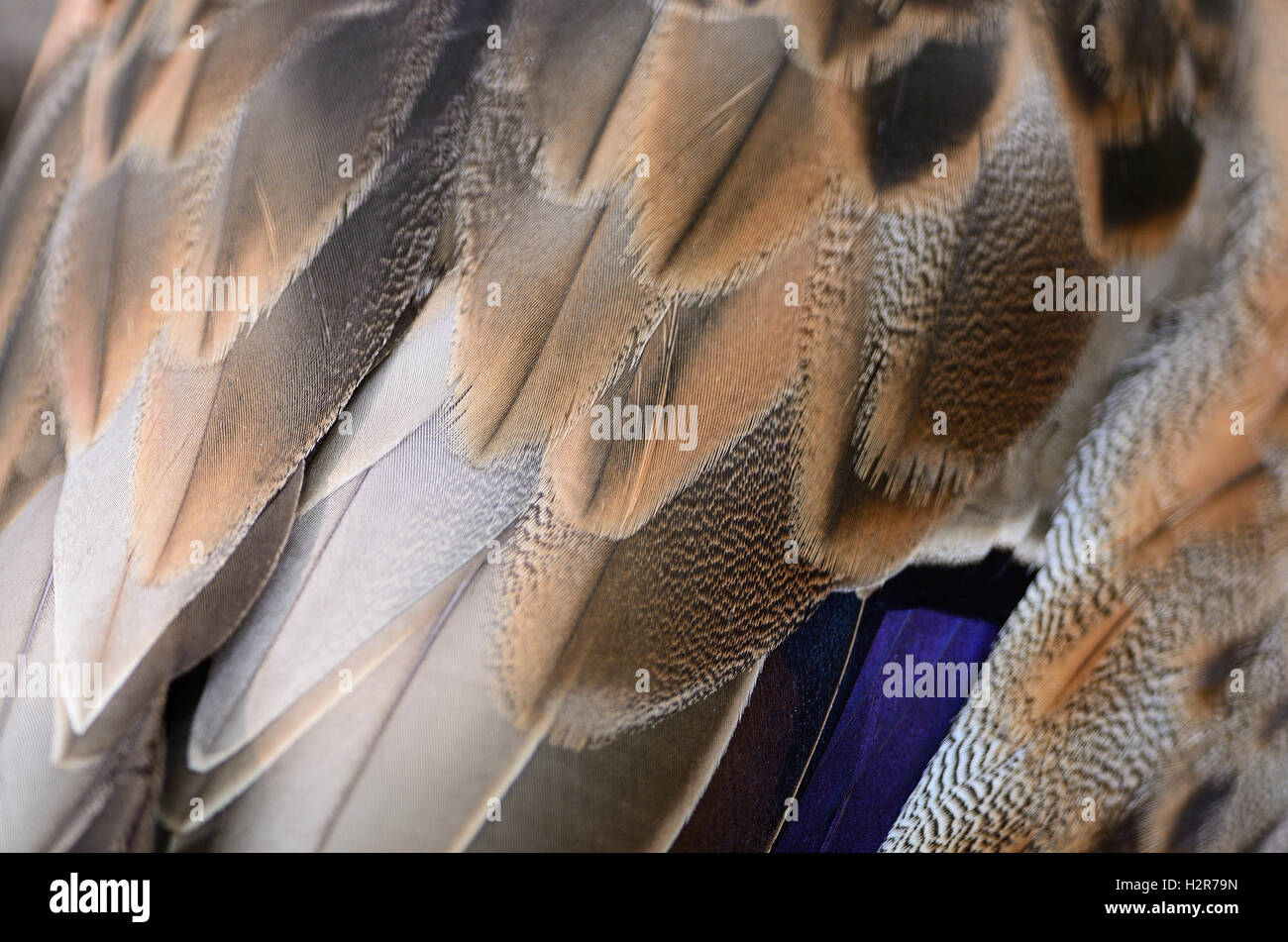 Duck feathers hi-res stock photography and images - Alamy
