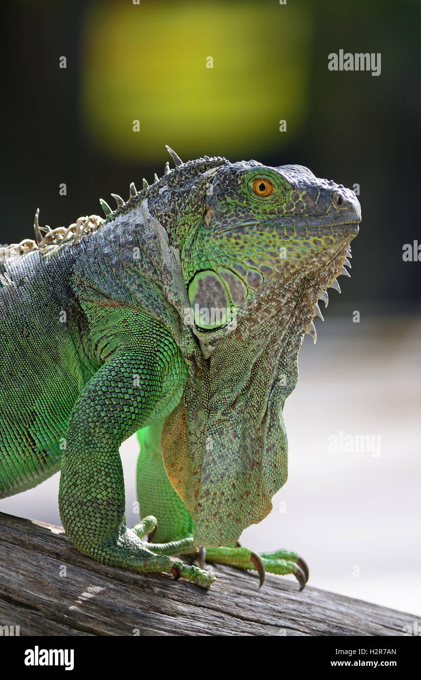 female Green Iguana Stock Photo - Alamy