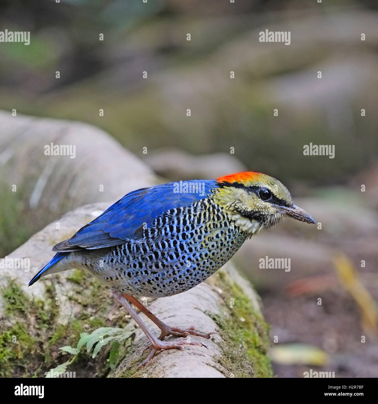 Blue nape and back hi-res stock photography and images - Alamy