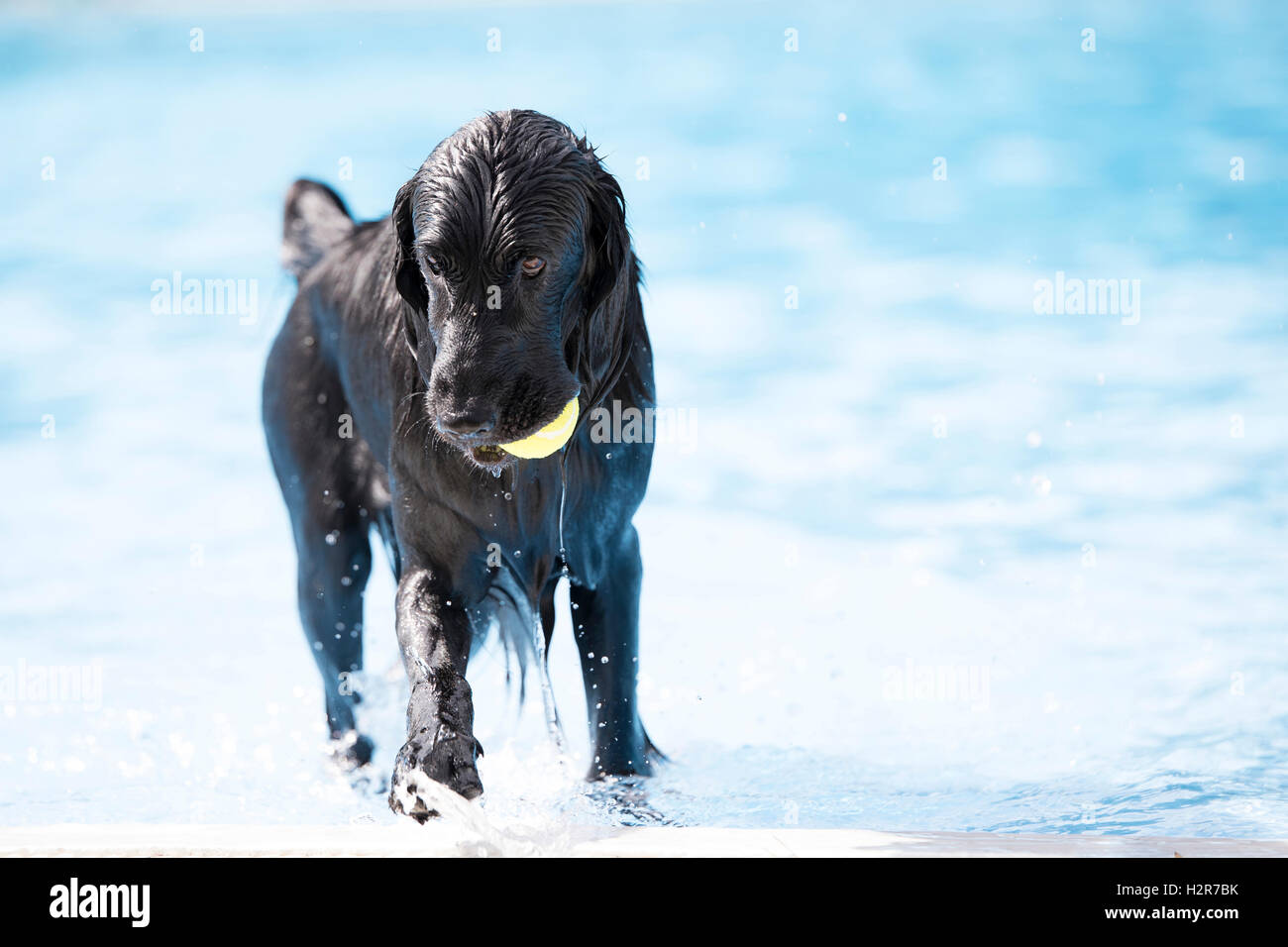 Dog English Cocker Spaniel, coming out of swimming pool with yellow ...
