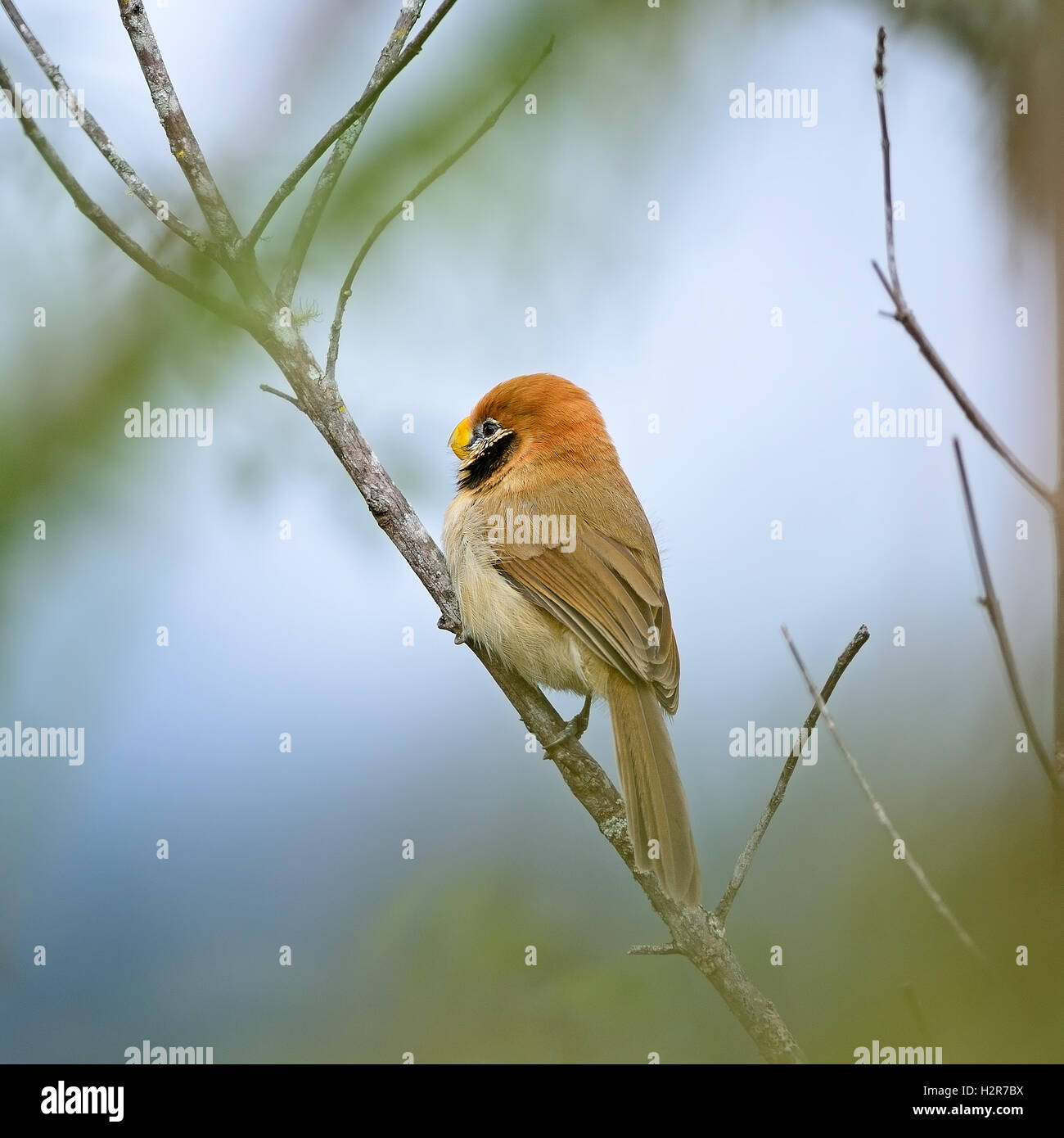 Brown parrotbill hi-res stock photography and images - Alamy