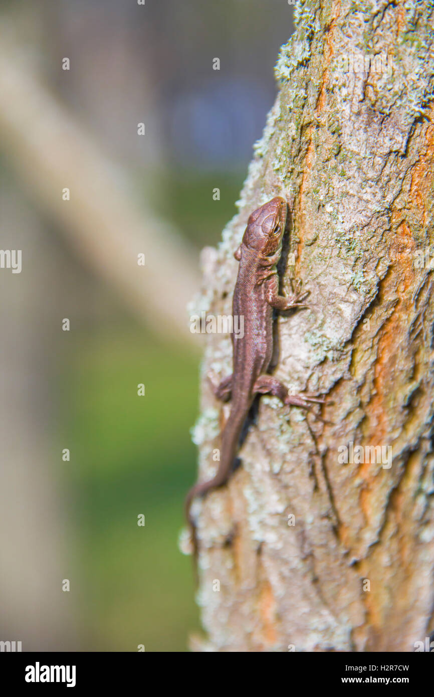 Living plants and animals hi-res stock photography and images - Alamy